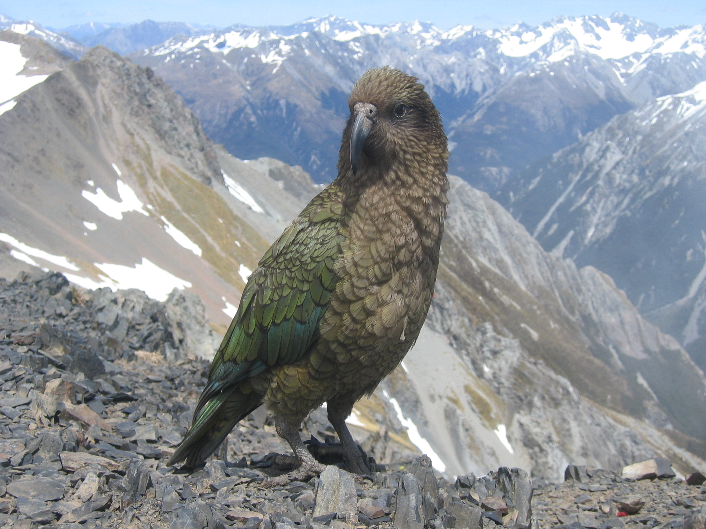 good kea picture by Theo de Raadt : r/newzealand